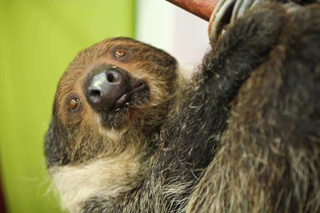 Q POP Shop and Mini Gallery: Sloths!