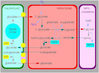 Dira Tiara Prawiro: Glioksisom