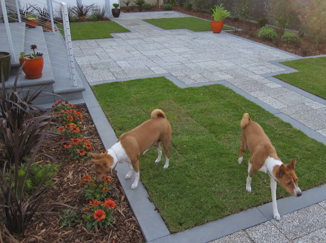 begarden: Sustainable Landscaping with Passive Stormwater Management in ...