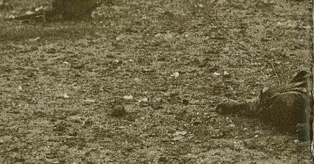 Earth No War NGO (ENWN): The Japanese army comitted the suicide attack ...