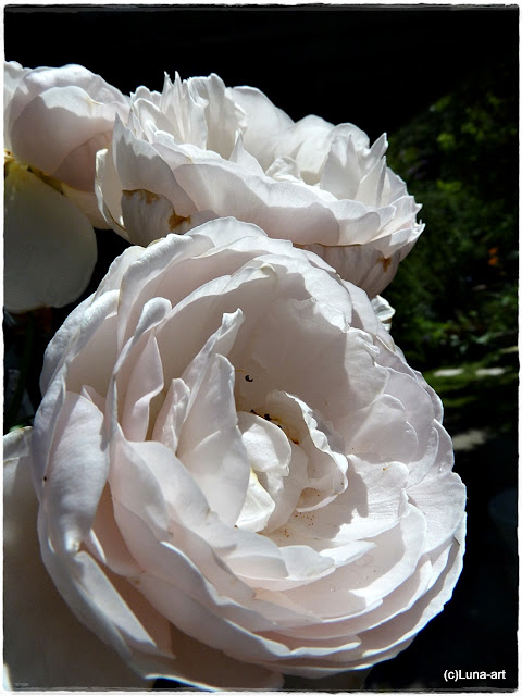 Lunas Garten-Rosen-Vielfalt : Es ist sooooooo heiß .....