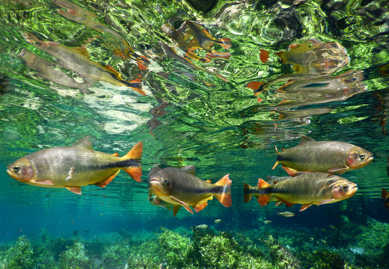 Species New to Science: [Ichthyology • 2017] A Revision of the Cis ...