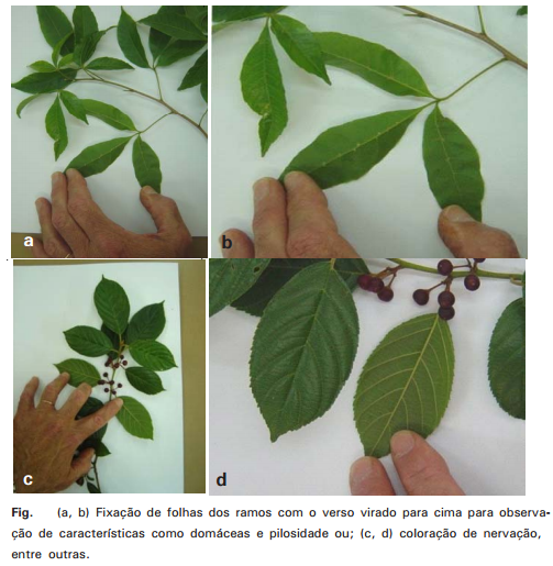 BIOLOGIA FACILITADA: UMA VIAGEM NA BOTÂNICA...