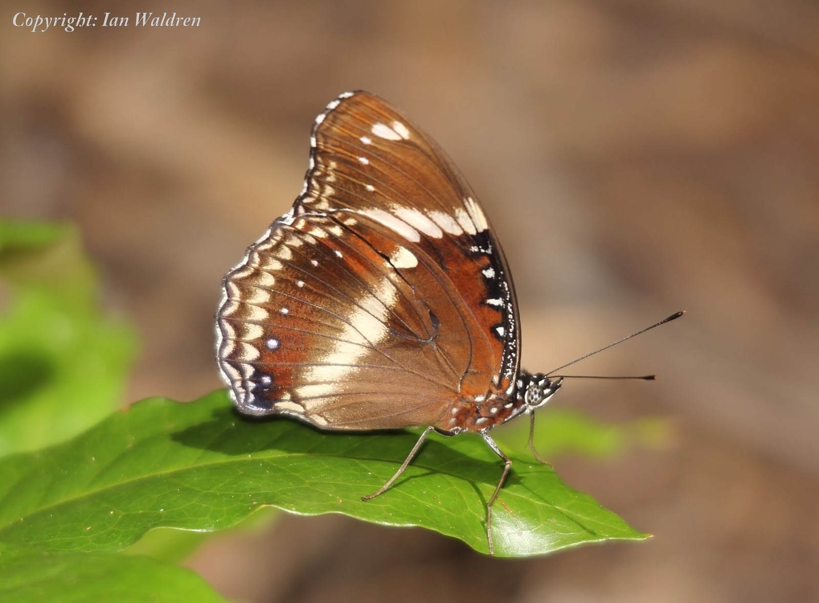 WILD TROPICAL QUEENSLAND: Butterflies