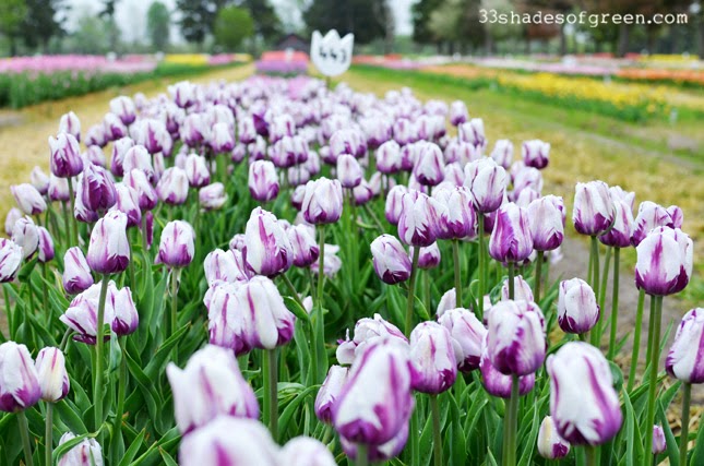 33 Shades of Green: A Walk Through the Tulips