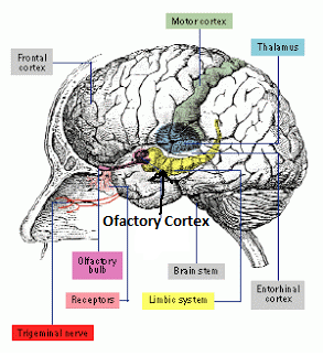 Physiological Psychology 412A&B: Textbook Module 7.3 Chemical Senses ...