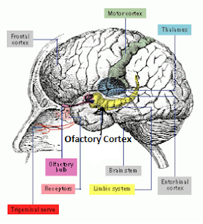 Physiological Psychology 412A&B: Textbook Module 7.3 Chemical Senses ...