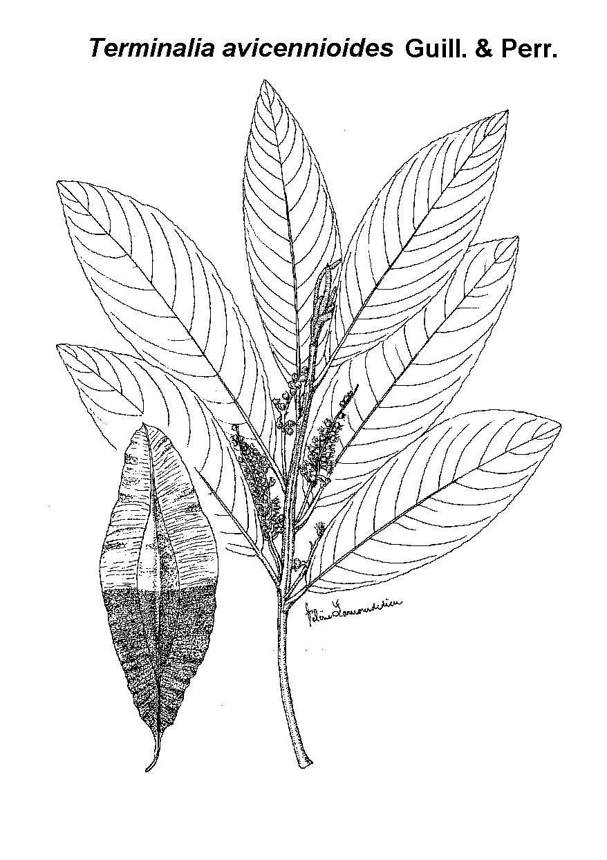 SEYILAABE HTKM: La chronique du mardi au jardin botanique: le ...