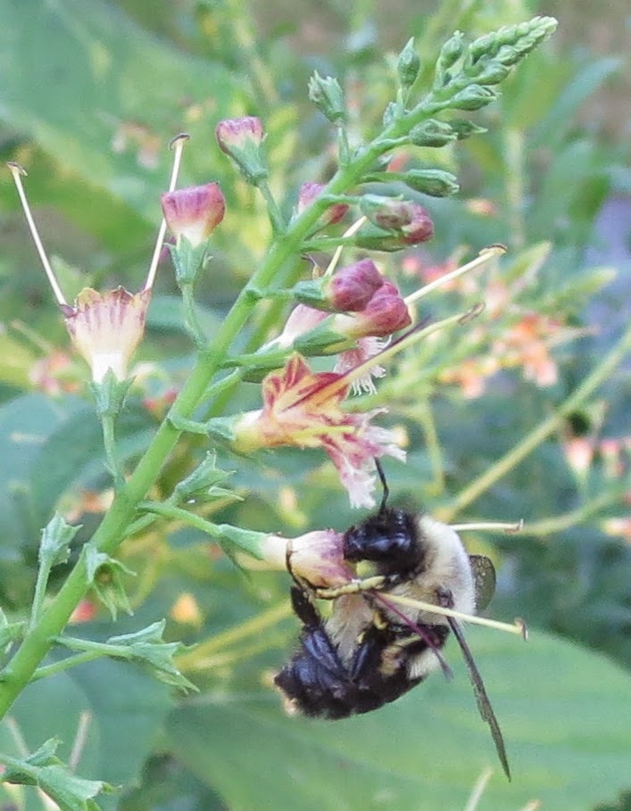 Princeton Nature Notes: The Richness of Richweed