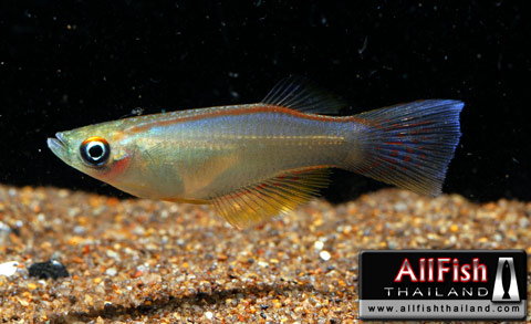 AllFish Aquarium: ปลาใหม่ 16/04/2011
