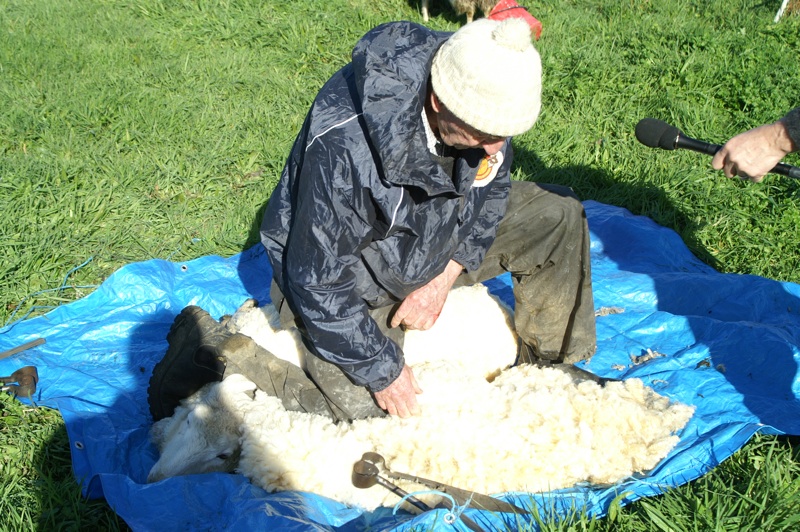 Woolshed 1: Sheep Husbandry - blade shearing method