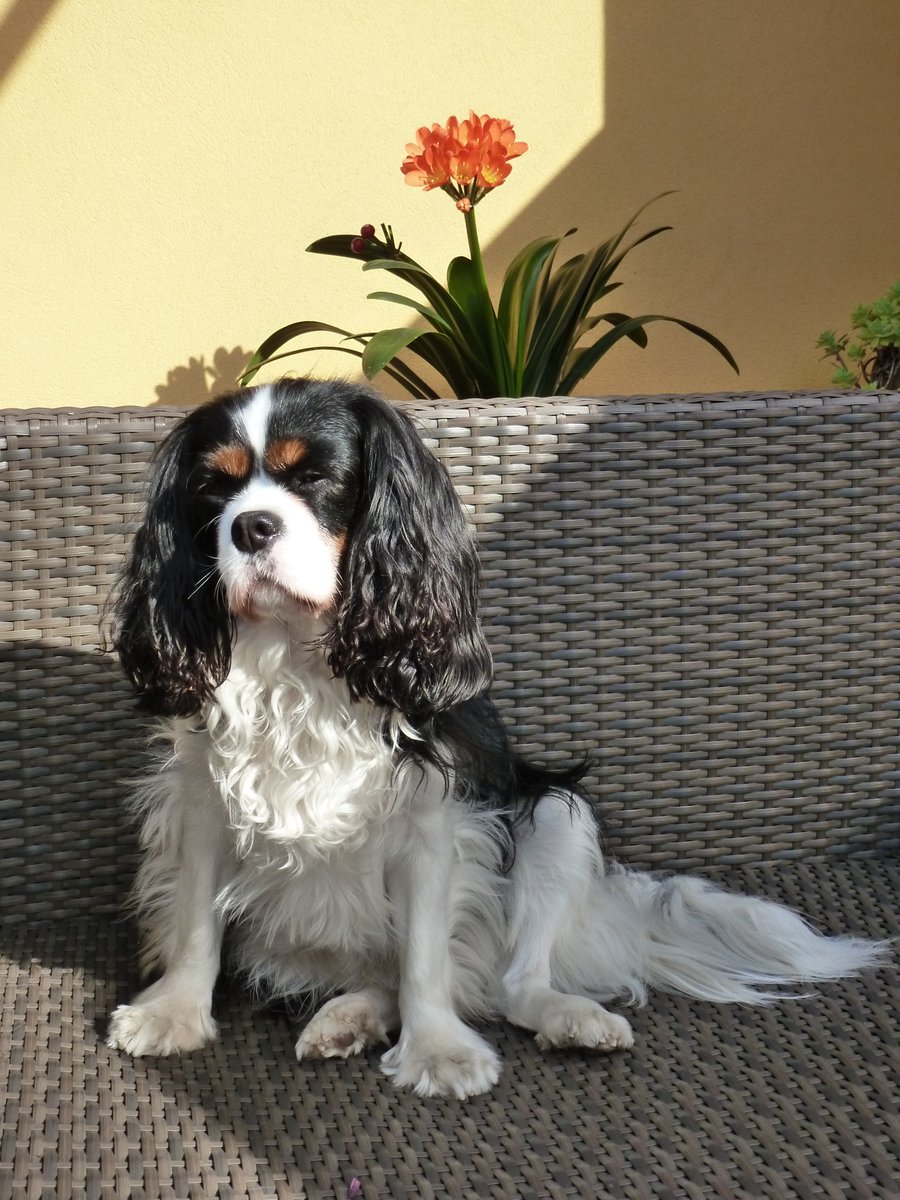 Cavaliers' Guide to the Etiquette of Poses ... The Manual