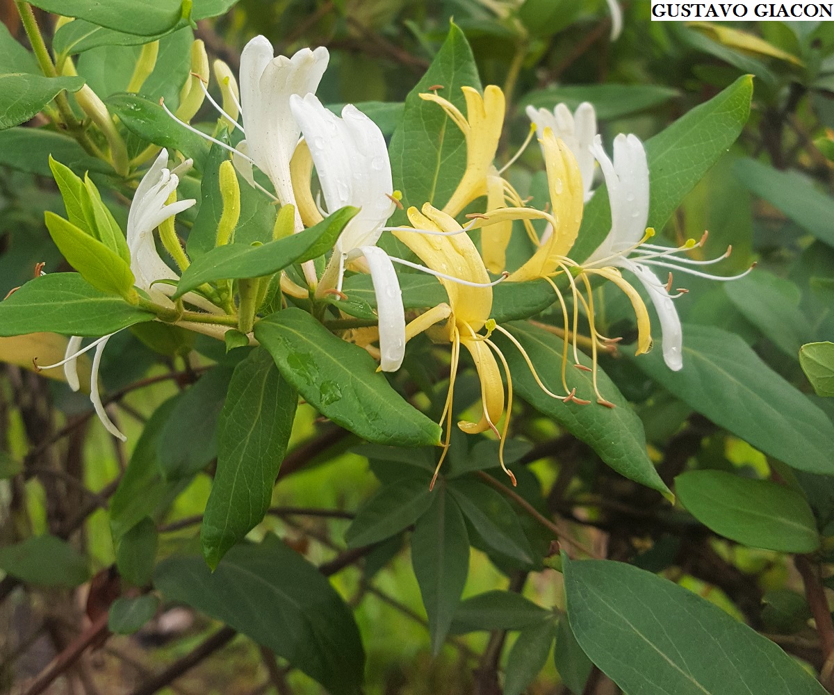 Viveiro Ciprest - Plantas Nativas e Exóticas: Madressilva Creme ...