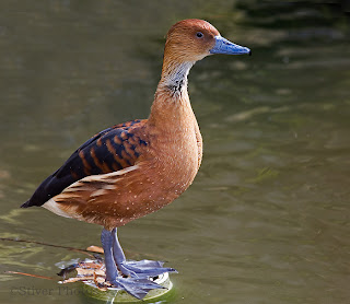 Bird of the Day: The Fulvous and Black-Bellied Tree Ducks