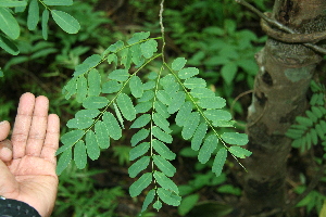 PLANT FAMILIES OF PUERTO RICO AND FLORIDA PAPO VIVES: FABACEAE ...