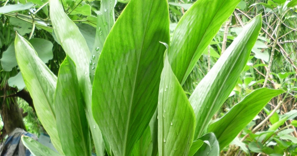 bua ngai +: Ngải Bún – Cây ngải gia vị