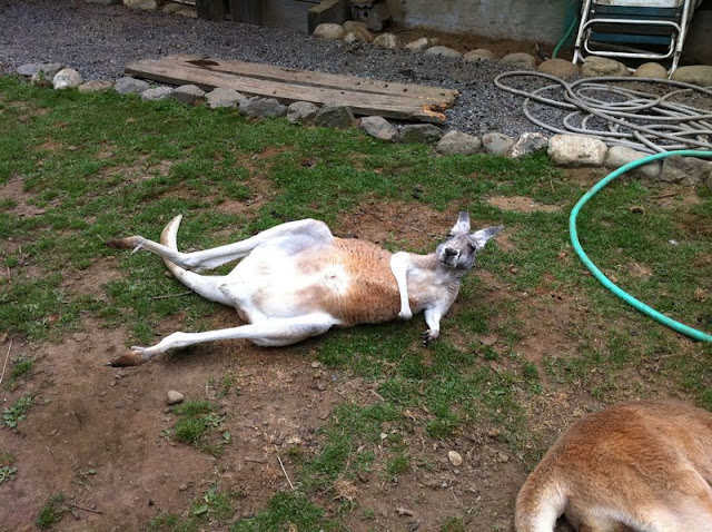 My Pacific Northwest: Kangaroo Zoo- Arlington 8/13