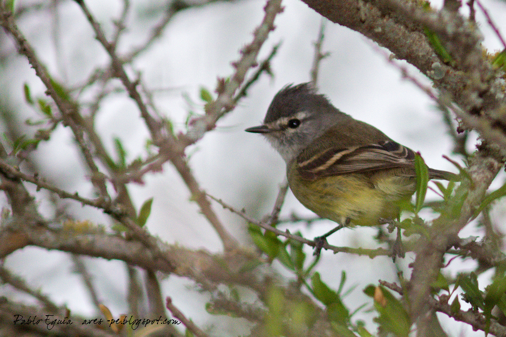 mis fotos de aves: Serpophaga griseicapilla Piojito Trinador Straneck's ...
