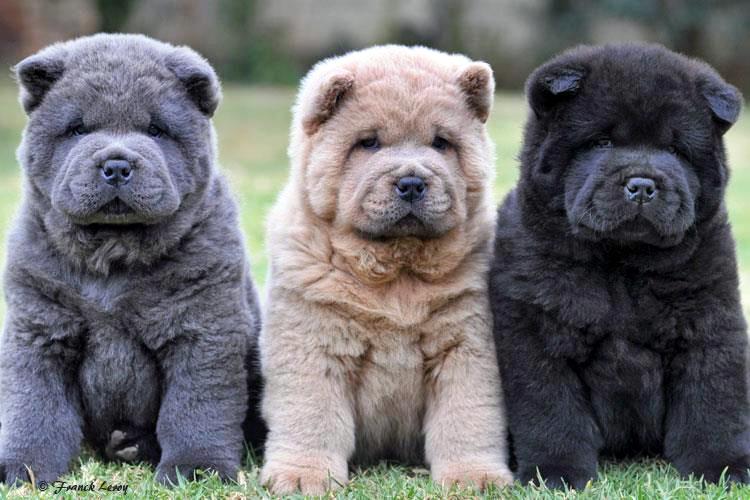 I love Chow Chow