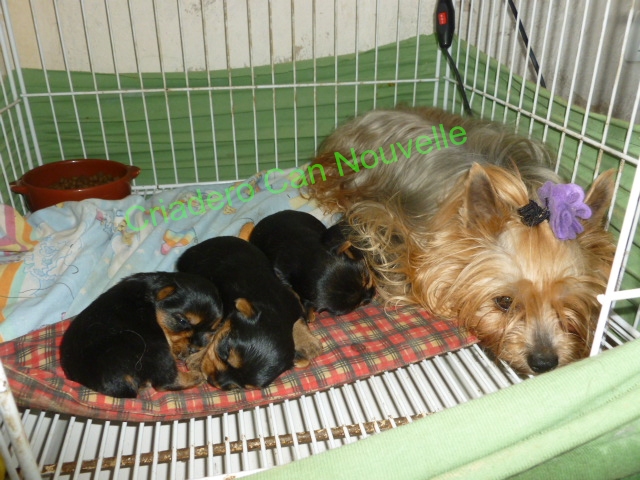 Criadero Can Nouvelle: Yorkshire terriers bebés