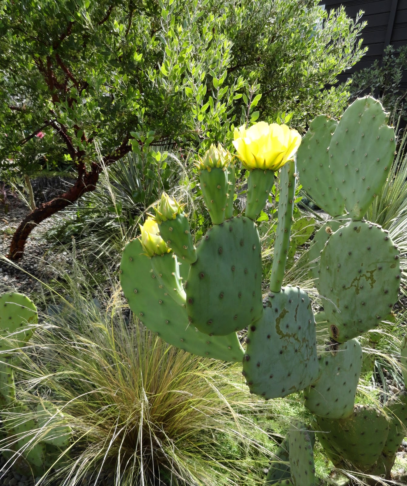 danger garden: In a vase on Monday, love those Eryngium