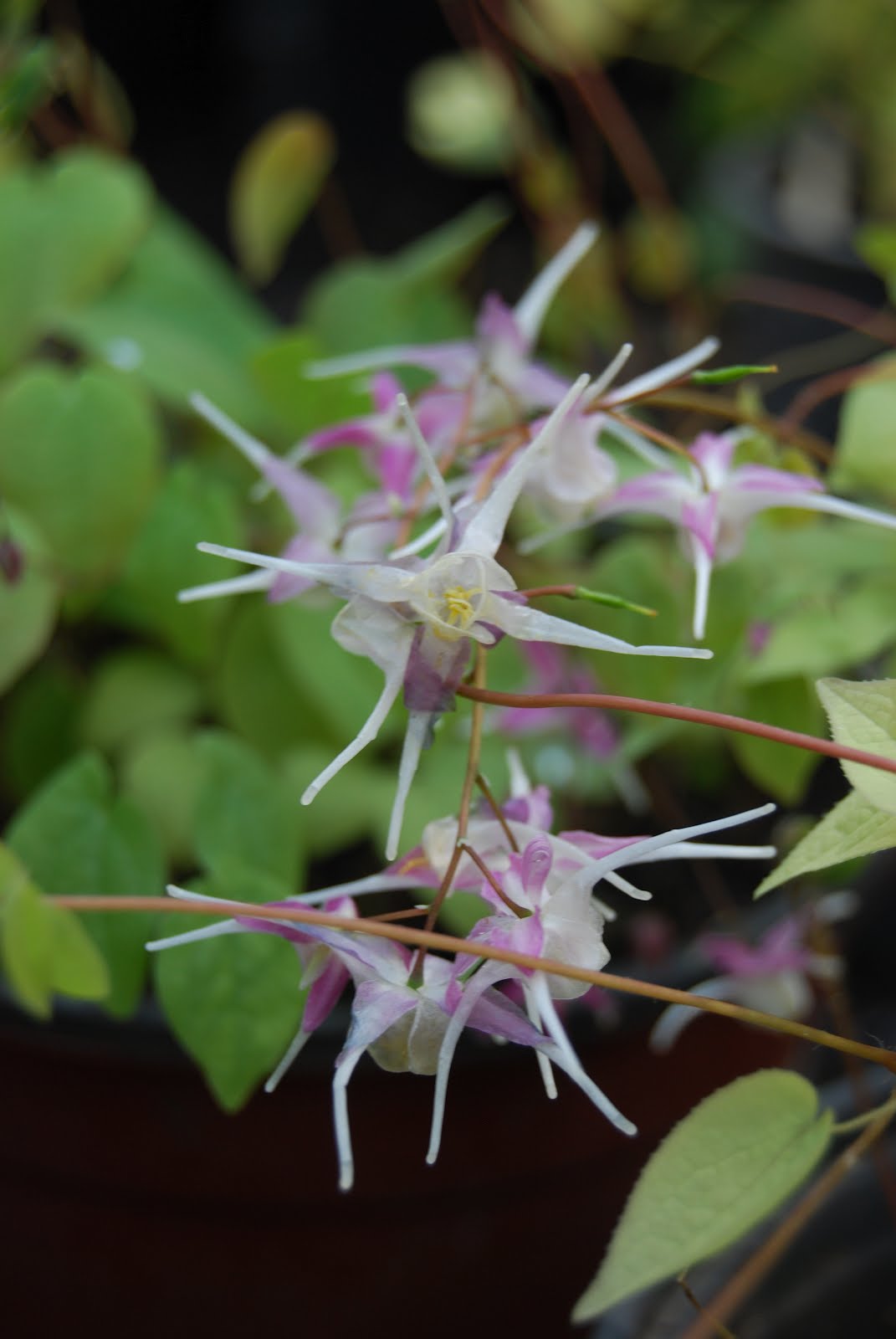 Thursday Garden Review: The Genus Epimedium | Teza's Hortus Magnificum