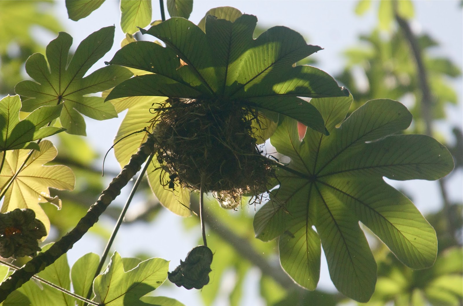 Jan Axel's Blog: Next stop: endemic island!