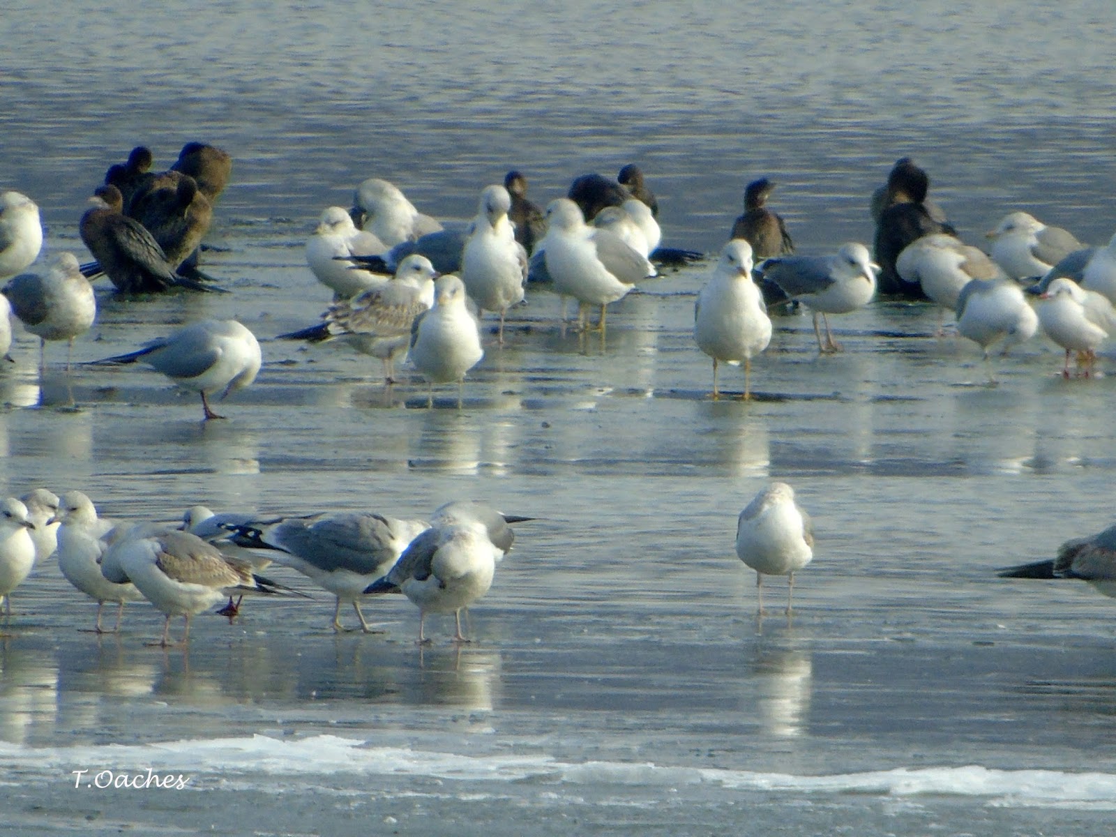 PASARI DIN ROMANIA: PESCARUS SUR, Larus canus