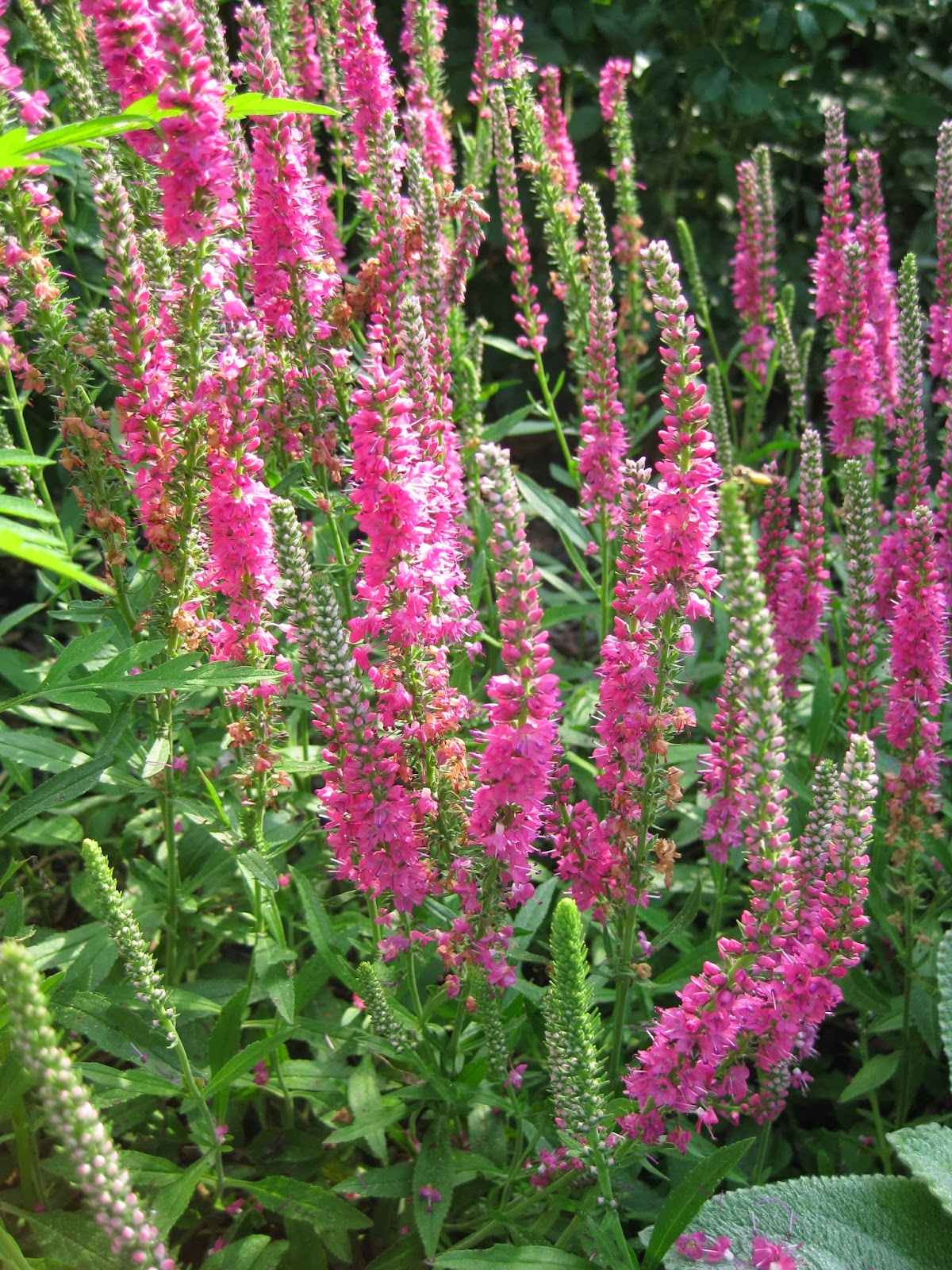 Rotary Botanical Gardens - Hort Blog: Flower Spires Accentuate "The ...