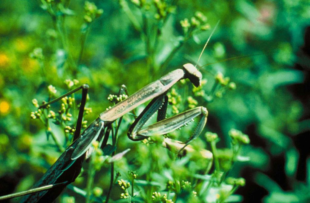 Earth and Space News: Carolina Mantis: Camouflage Works Well for ...