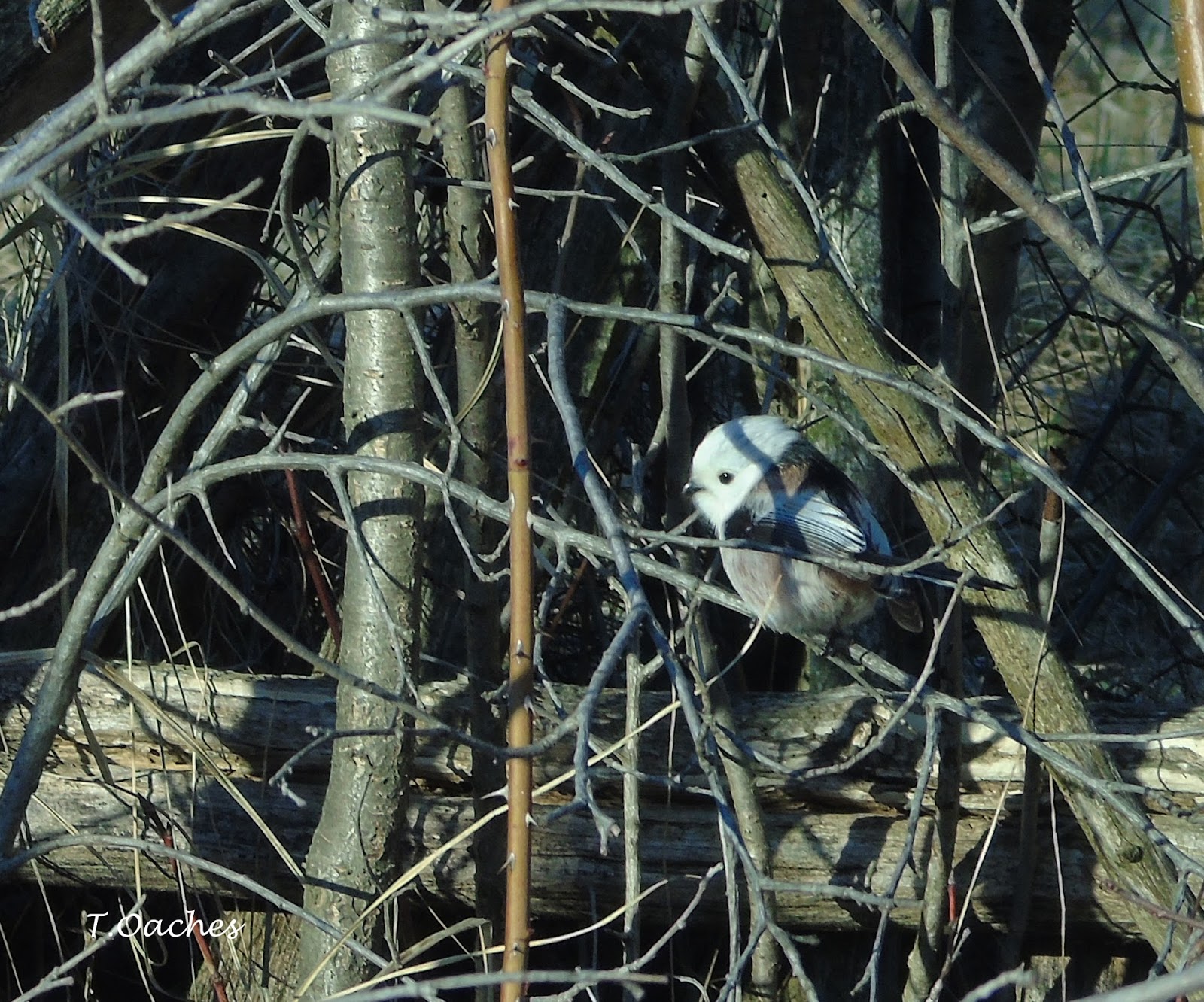 PASARI DIN ROMANIA: PITIGOI CODAT, Aegythalus caudatus