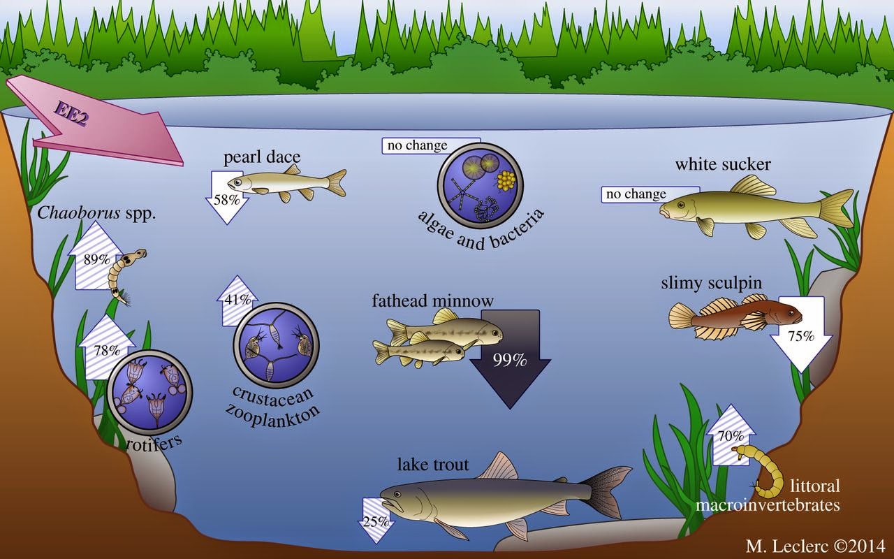 Environmental Chemistry Blog 2014: Birth Control Causing Decline in ...