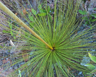 BunyipCo: September 2013