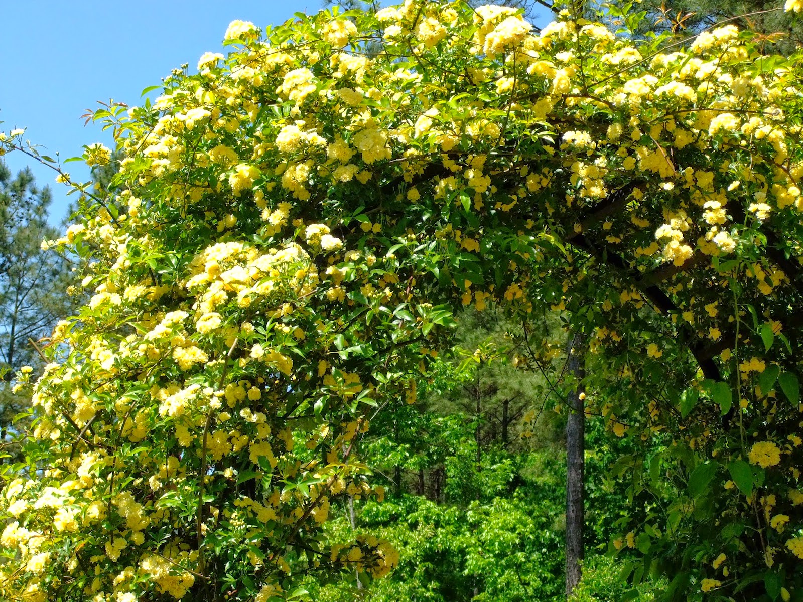 Father Goose Books: Lady Banks