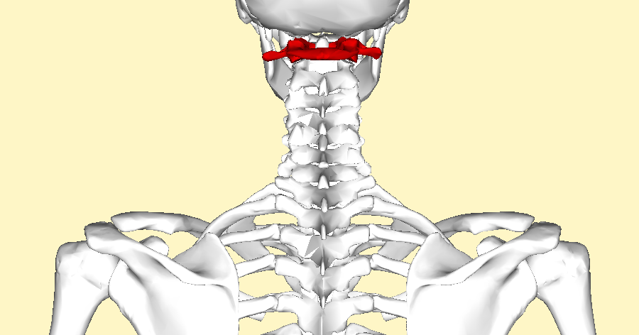 Blog Anatomía: ATLAS (C1)
