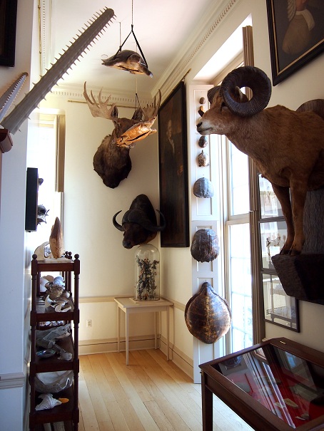 OTIS (Odd Things I've Seen): Joseph Steward Museum of Natural and Other ...