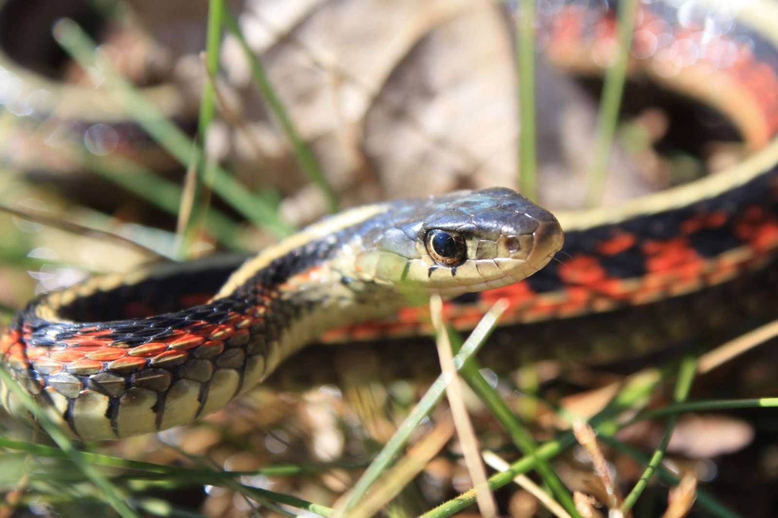 Flyover Country: Red-sided garter snake