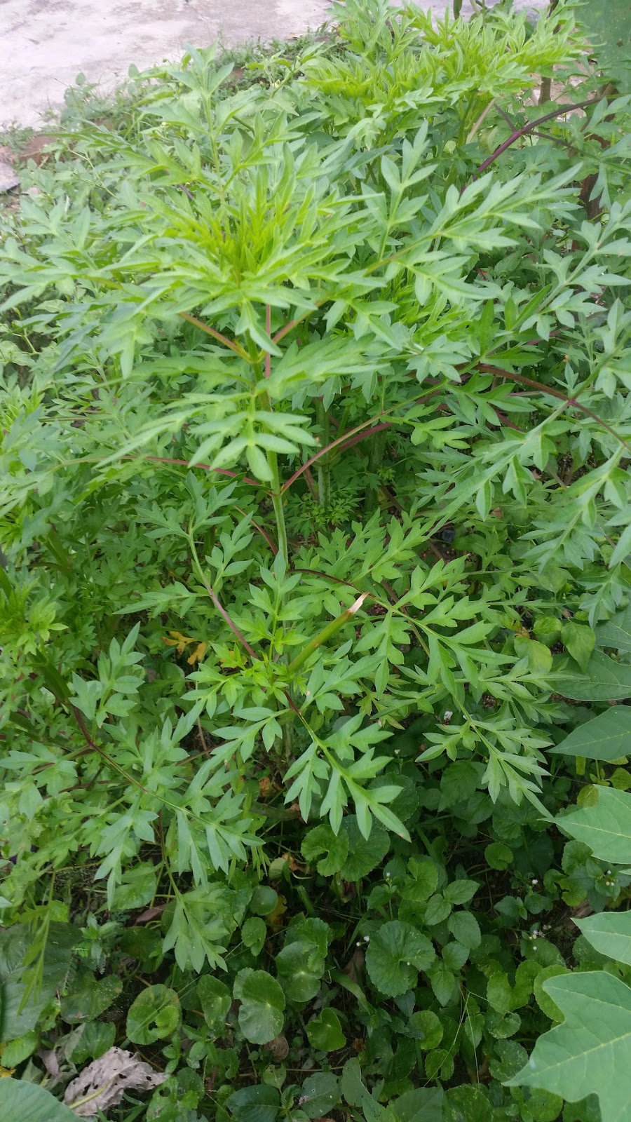 Warisan Petani: Pokok Ulam Raja