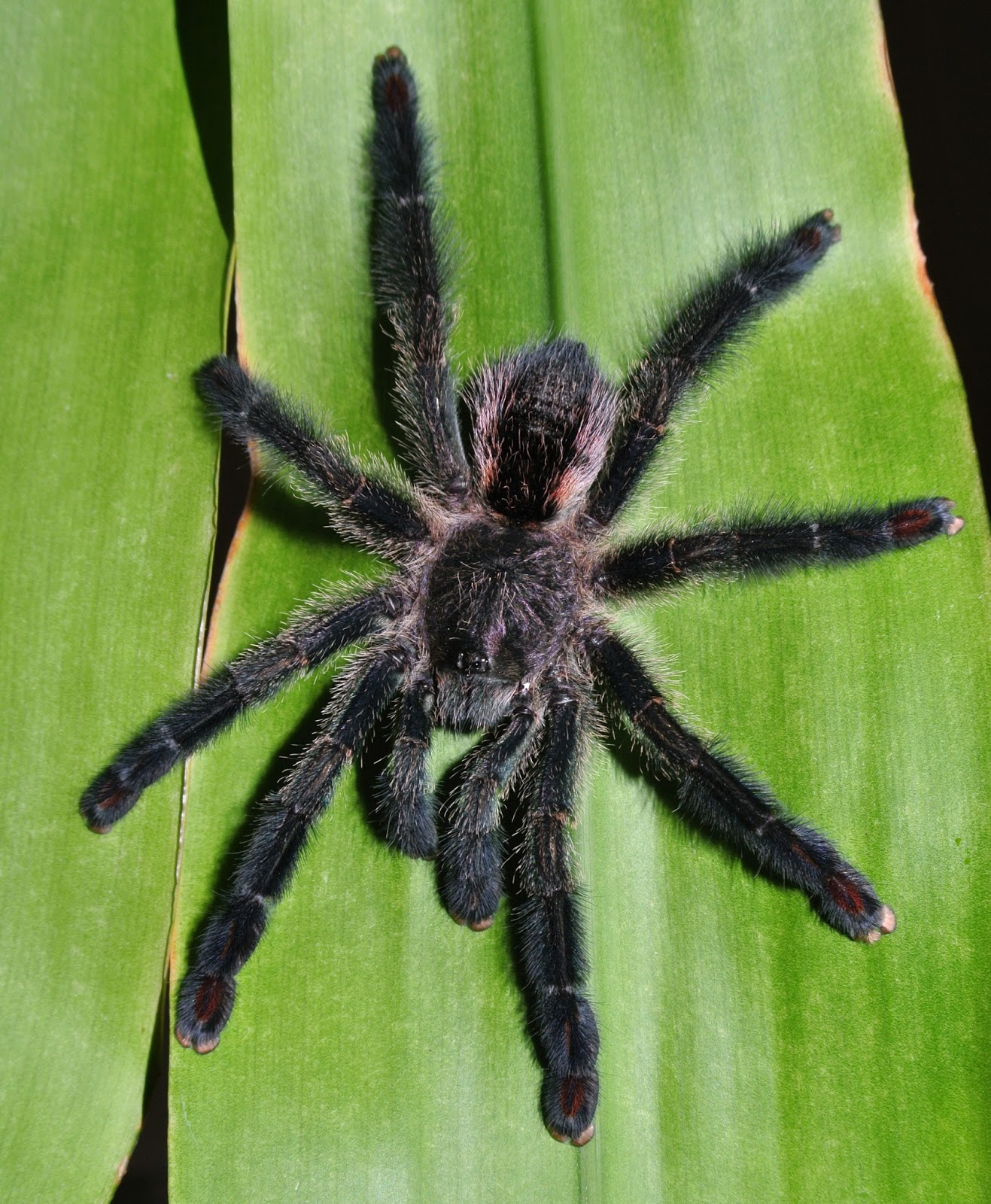 Avicularia : Avicularia diversipes