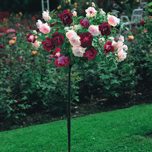 NaTuRe To YoUr HoMe: Twin Colour Burgundy & Blushing Pink Iceberg Patio..