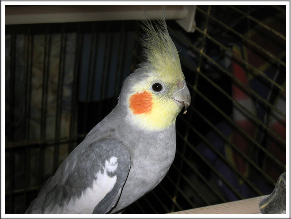 World of Birds: Cockatiels Parrots