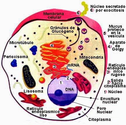 la celula y toda su estructura | Biomedica..?
