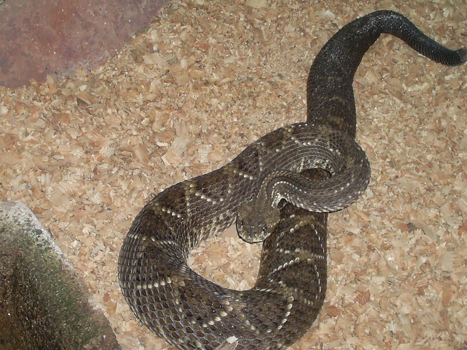 ZOOLÓGICO DE CASCAVEL - PR: ZOO CASCAVEL