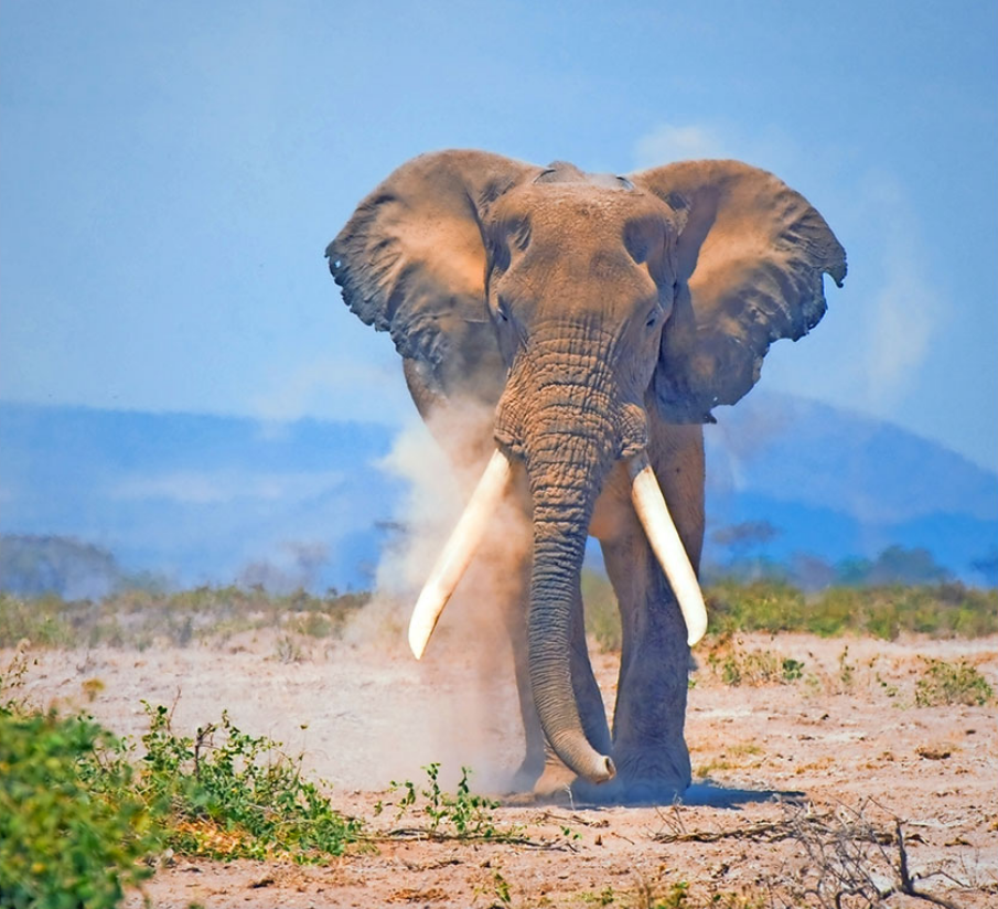 Dead gene that resurrected to save elephants from cancer - Todays INA