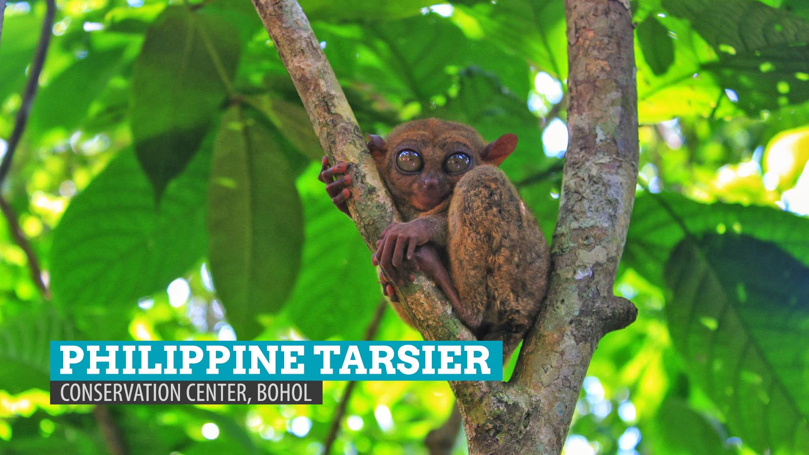 Halina Sa Bohol!: THE PHILIPPINE TARSIER