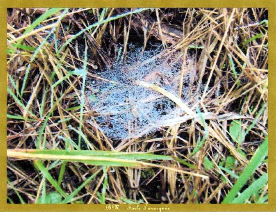 DECOUVERTE: La toile d'araignée