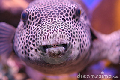 Funny tropical fish species |Funny Animal