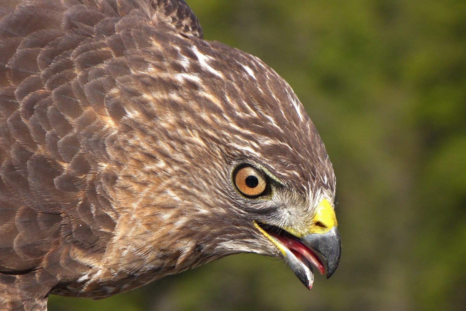 Boom Chachalaca: Up Close and Personal: Broad-winged Hawk