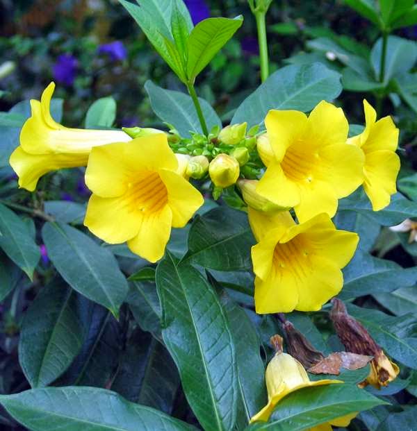 Allamanda polyantha - Alamanda de Cerca