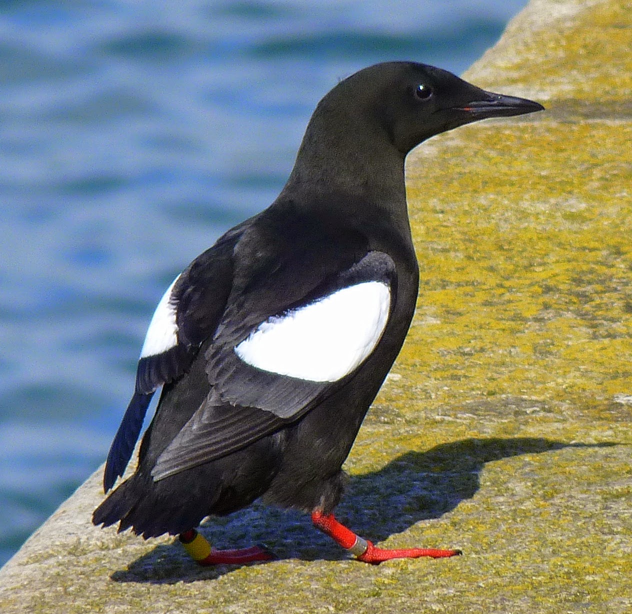 Birding For Pleasure: Black Guillemots are back in Bangor, Co. Down